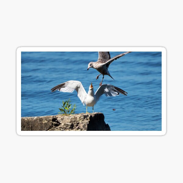 "A Gull Swooping In Above Another Gull." Sticker for Sale by ...