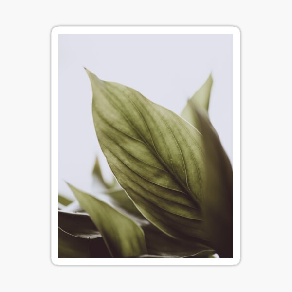 "Organic green leaf " Sticker for Sale by BelleLaBelle1 | Redbubble