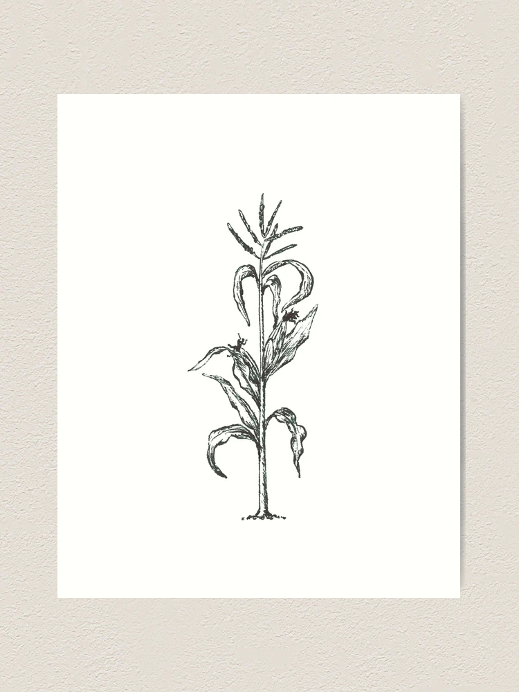 Corn Stalk Outline Drawing