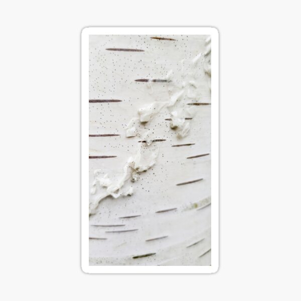 "Innocent Wonder #1 - Birch Tree Bark" Sticker for Sale by AHA-nature ...