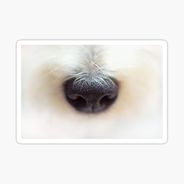 "Cute Dog Nose" Sticker for Sale by Timelessimage | Redbubble