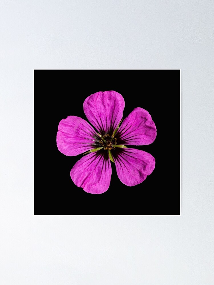 "Pink Geranium flower" Poster by sadler2121 | Redbubble