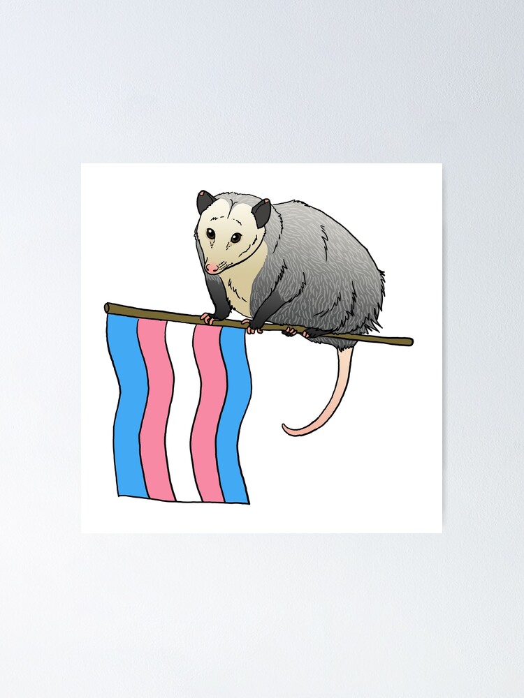 "Trans Pride Opossum" Poster for Sale by Feien | Redbubble