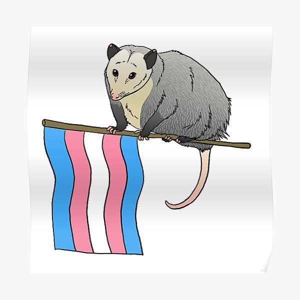 "Trans Pride Opossum" Poster for Sale by Feien | Redbubble