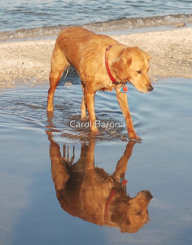 "Reflection of a Dogs Life" by Carol Barona | Redbubble