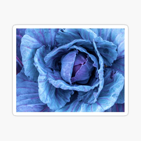 "Purple Cabbage" Sticker for Sale by jvnimages | Redbubble