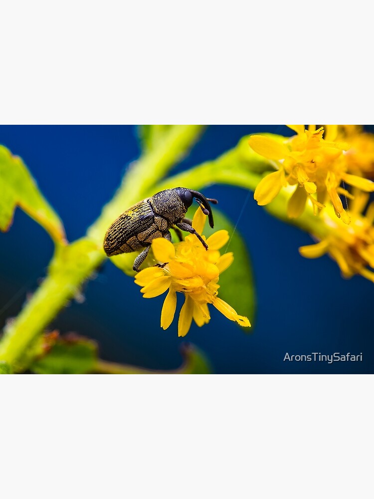 "Weevil - Curculionoidea" Poster for Sale by AronsTinySafari | Redbubble