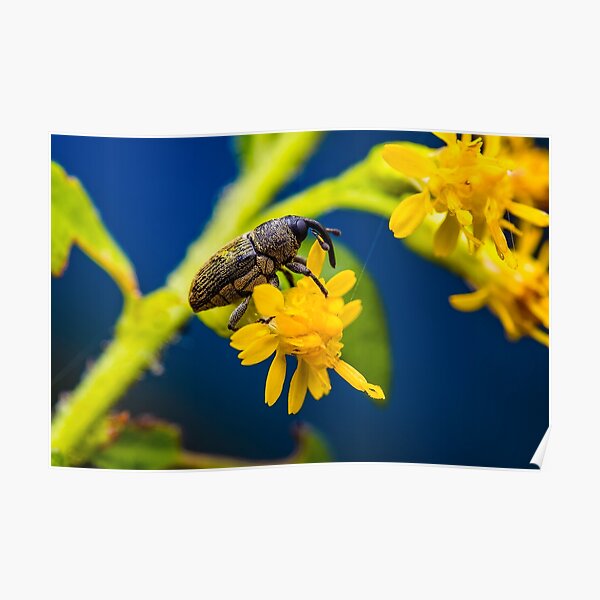 "Weevil - Curculionoidea" Poster for Sale by AronsTinySafari | Redbubble