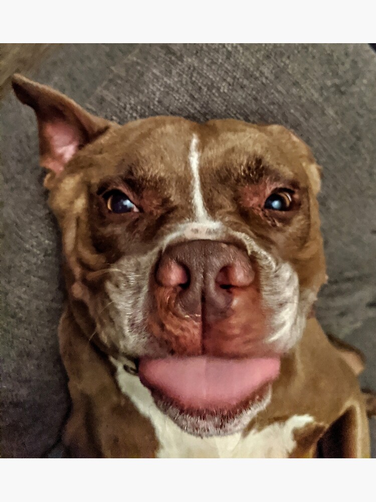 "cute pit bull face " Photographic Print for Sale by robinlovesart ...