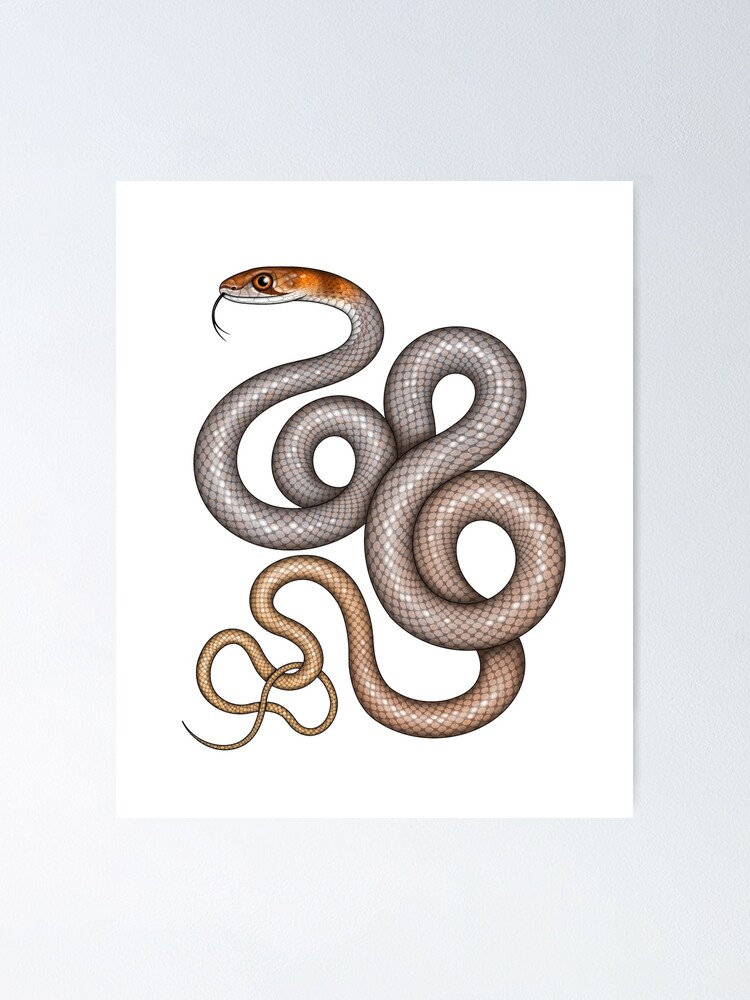 "Shine's whipsnake" Poster for Sale by miss-varanus | Redbubble