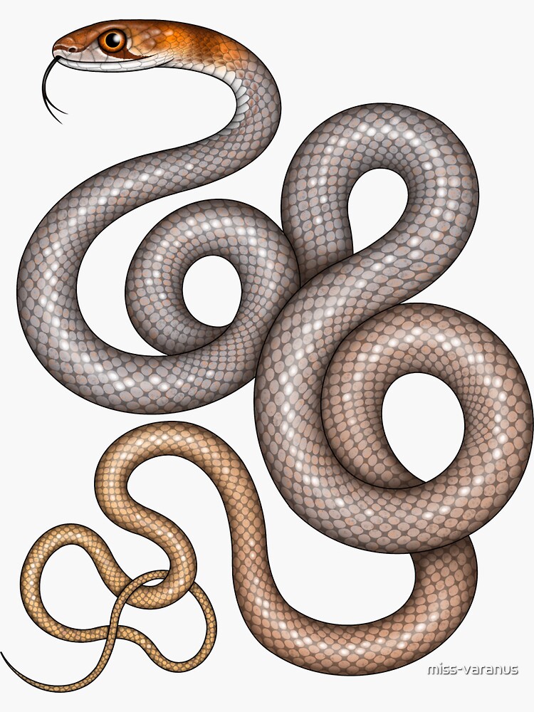 "Shine's whipsnake" Sticker for Sale by miss-varanus | Redbubble
