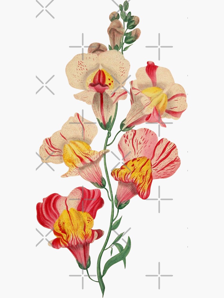 "Vintage Snapdragons Flower Sticker" Sticker for Sale by designsdetour ...