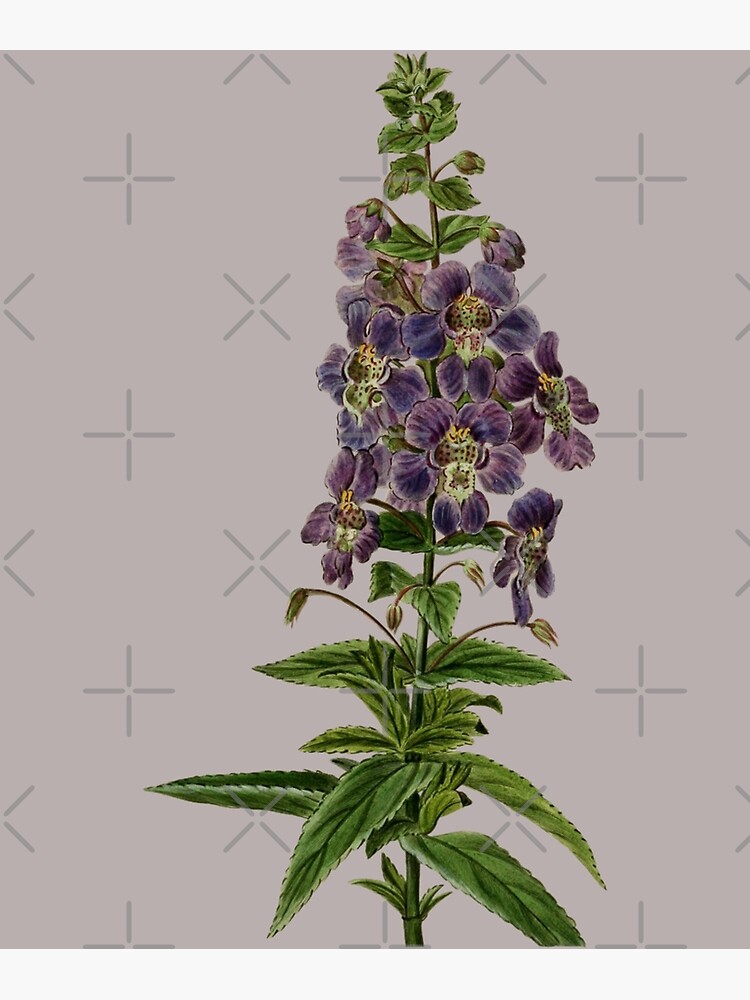 "Vintage Snapdragons Flower Sticker" Poster for Sale by designsdetour ...