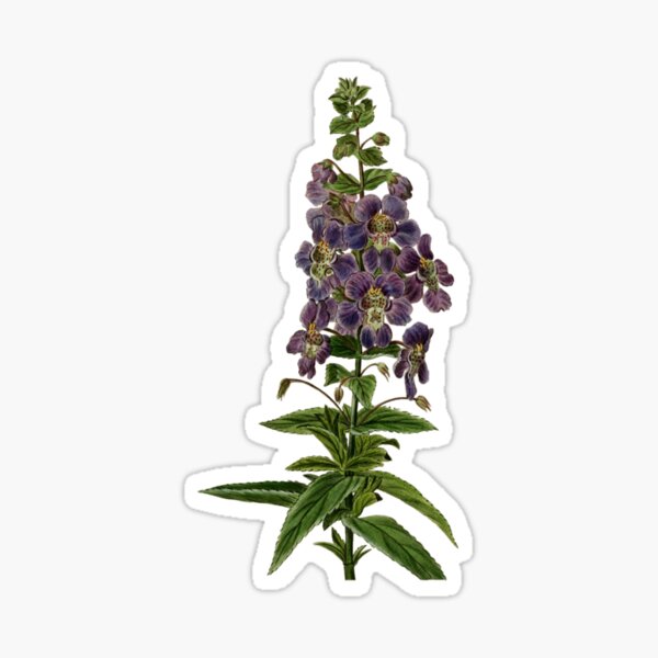 "Vintage Snapdragons Flower Sticker" Sticker for Sale by designsdetour ...