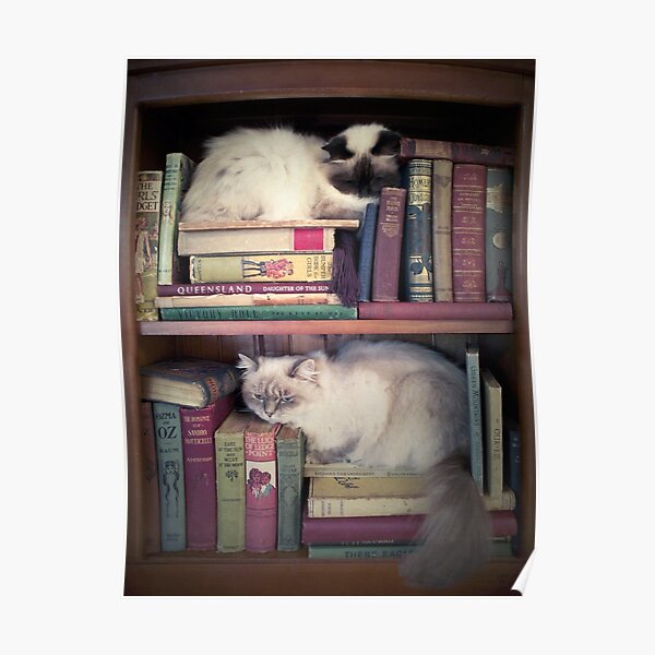 "Library Cats" Poster for Sale by Artsez | Redbubble