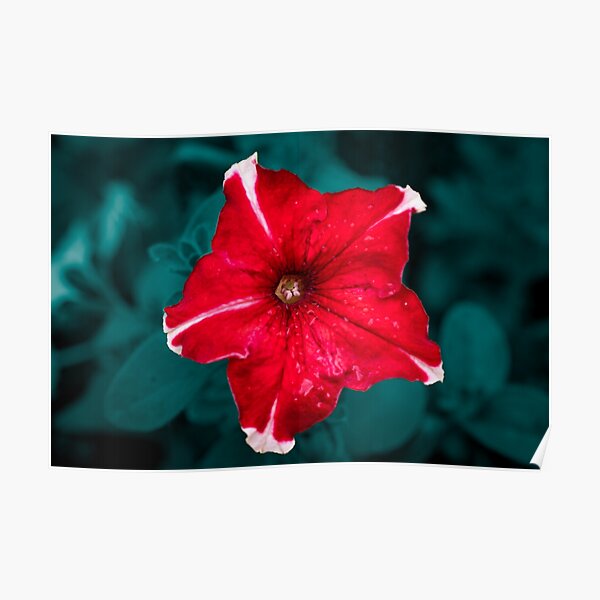 "Red Petunia Flower" Poster for Sale by hoagster | Redbubble