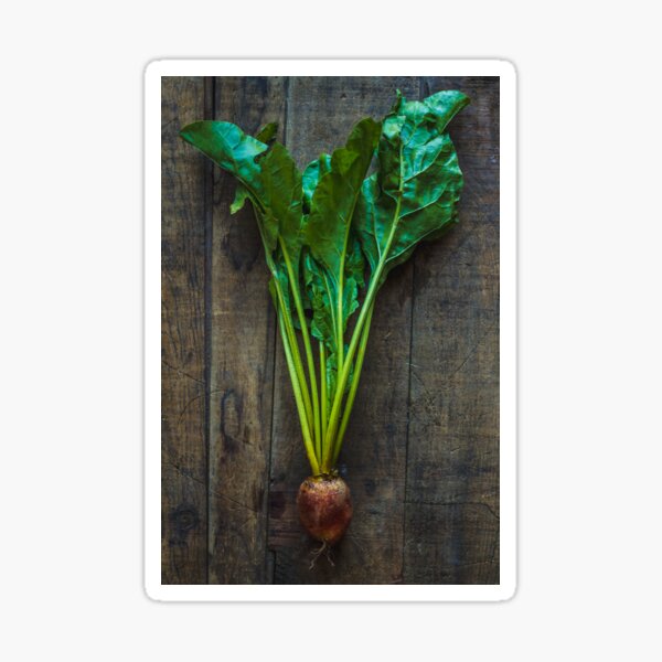 "Just a Golden Beet." Sticker for Sale by alanshapiro | Redbubble