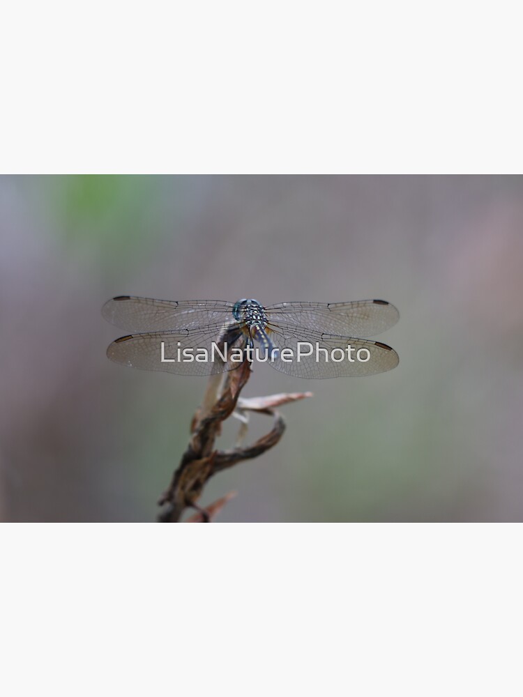 "One Very Cool Dragonfly" Sticker for Sale by LisaNaturePhoto | Redbubble