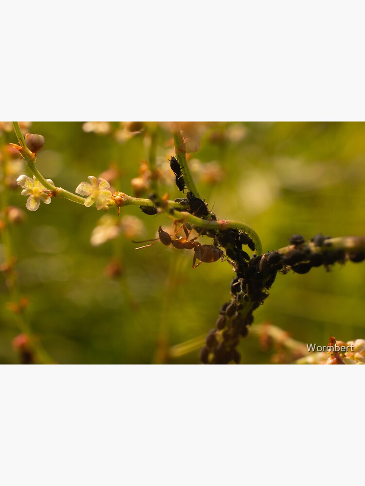 "Ant and aphids " Sticker for Sale by Wormbert | Redbubble