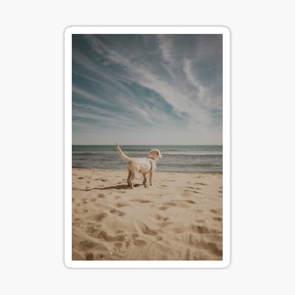 "Puppy on a beach facing the Ocean" Sticker for Sale by WarOnGravity ...