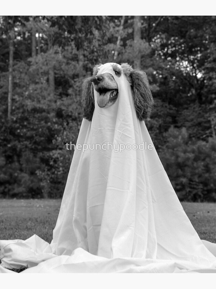 "Poodle/Dog Sheet Ghost Black And White" Poster for Sale by ...