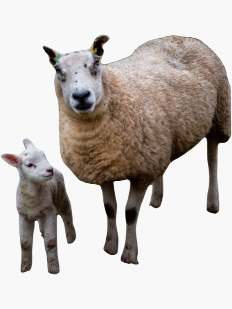 "Mama Sheep and her Baby Lamb" Sticker for Sale by luvAnimals | Redbubble