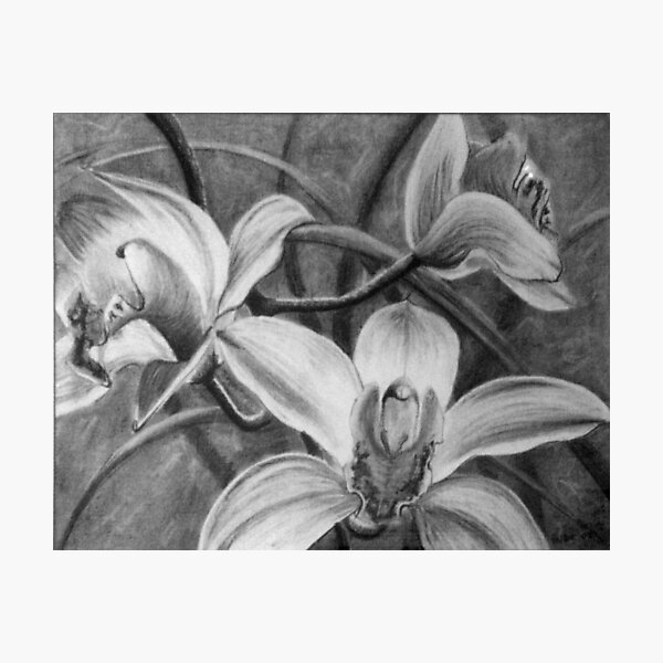 Lámina fotográfica «Orquídea 2 - Dibujo de Avril Thomas - Artista de ...
