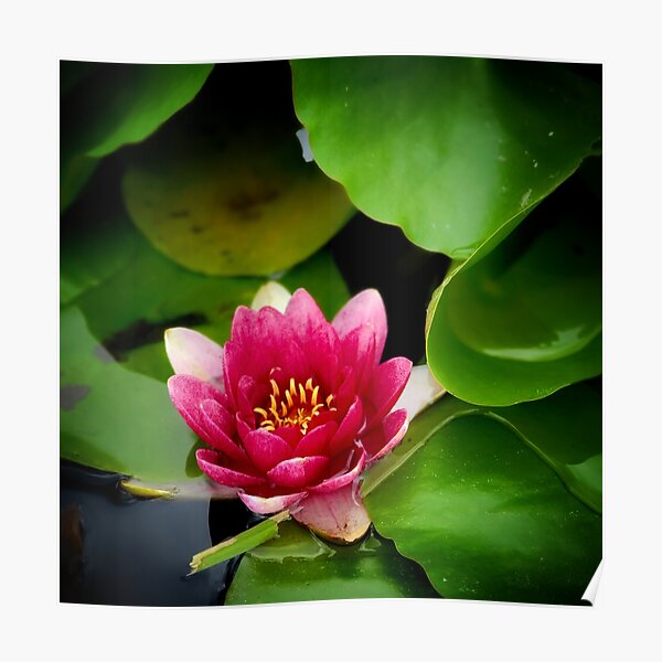 "Lotus" Poster for Sale by Mrtravicimo | Redbubble