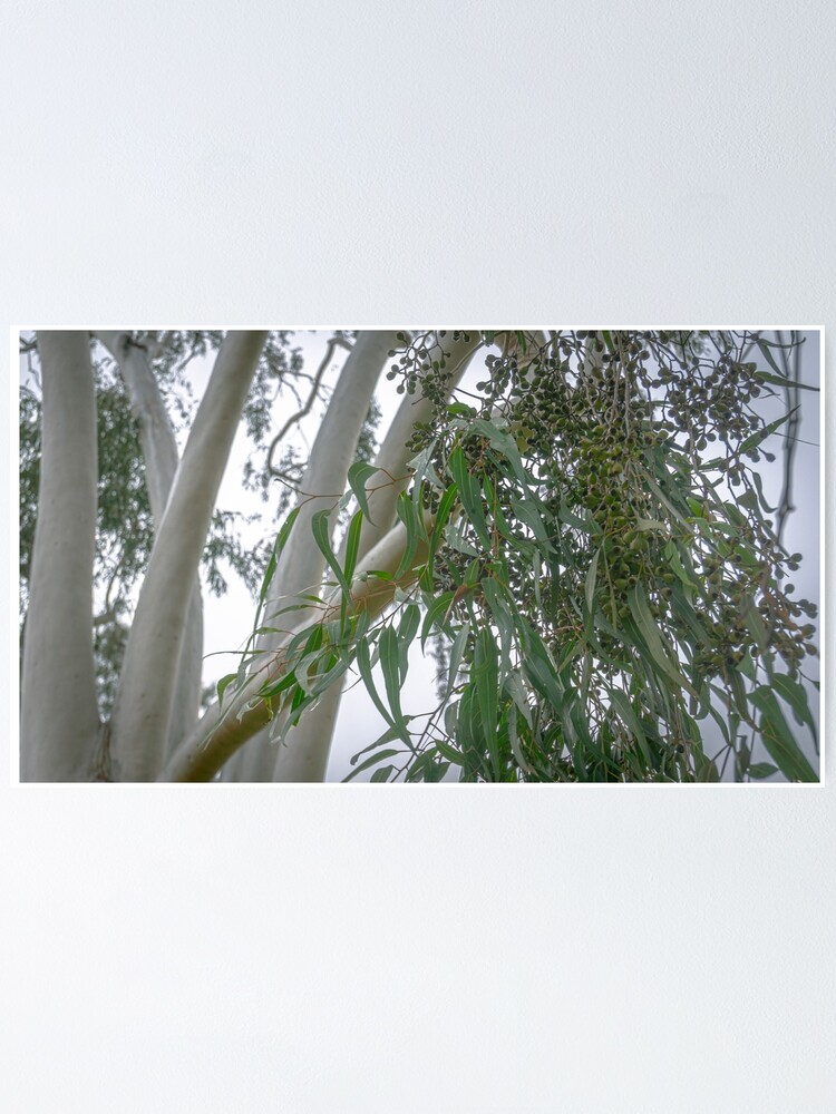 "Gum Leaves, Gum Nuts and a Ghost Gum Tree" Poster for Sale by ...