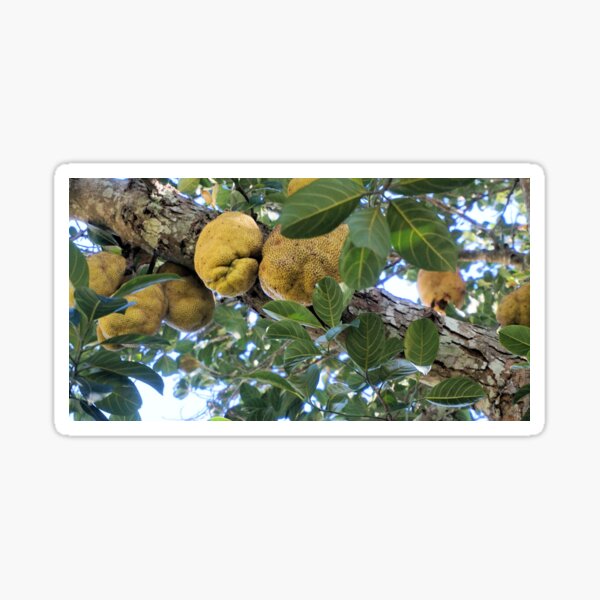 "Jackfruit Tree" Sticker for Sale by sagram45 | Redbubble
