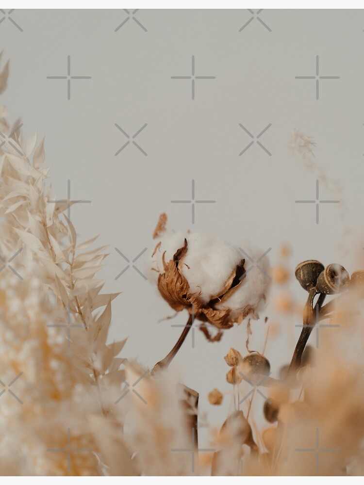 "Natural Cotton" Poster for Sale by BelleLaBelle1 | Redbubble