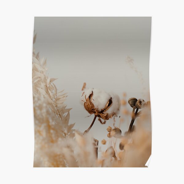 "Natural Cotton" Poster for Sale by BelleLaBelle1 | Redbubble