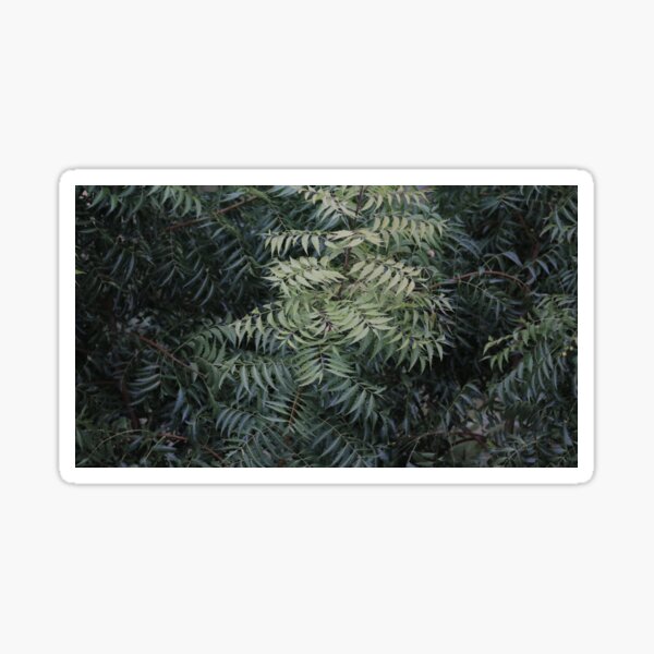 "Jungle of Neem " Sticker by potent2020 | Redbubble