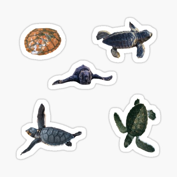 "Hatchling Sea Turtles" Sticker for Sale by Kawaii-Cuteness | Redbubble