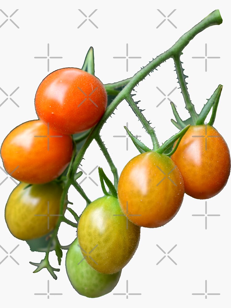 "Colorful homegrown cherry tomatoes" Sticker for Sale by mariya-ivanova ...