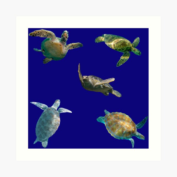 "Ocean Sea Turtles Pack" Art Print for Sale by Kawaii-Cuteness | Redbubble