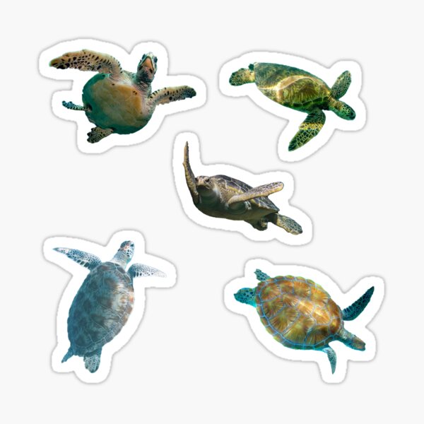 "Ocean Sea Turtles Pack" Sticker for Sale by Kawaii-Cuteness | Redbubble