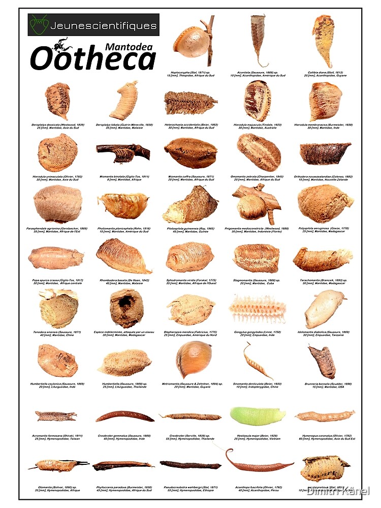 "Ootheca" Premium Matte Vertical Poster sold by Mas Amedda Curaçao ...