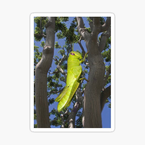 "Giant Hopper Climbing a Tree" Sticker for Sale by heatherfriedman ...