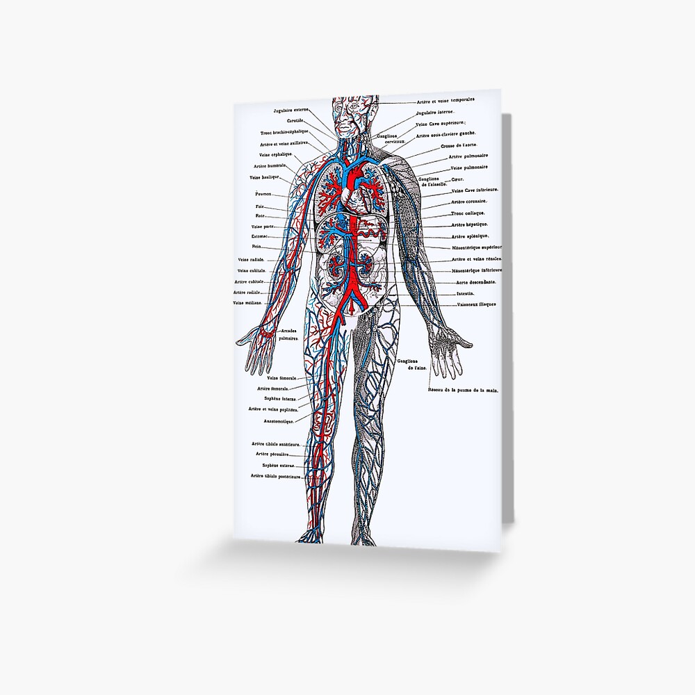 Tarjetas de felicitación «Anatomía humana y sistema circulatorio ...