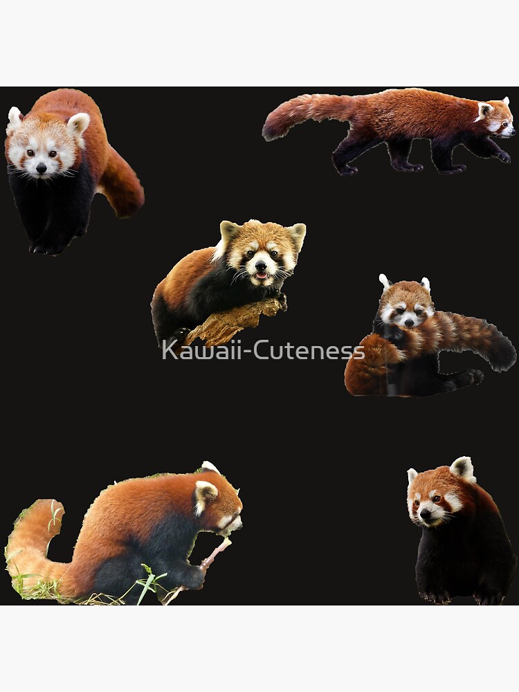 "Red Panda Bears Pack" Poster for Sale by Kawaii-Cuteness | Redbubble