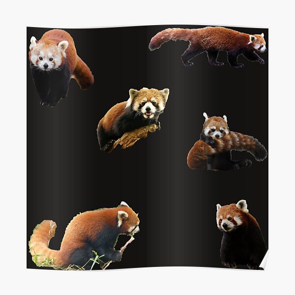 "Red Panda Bears Pack" Poster for Sale by Kawaii-Cuteness | Redbubble