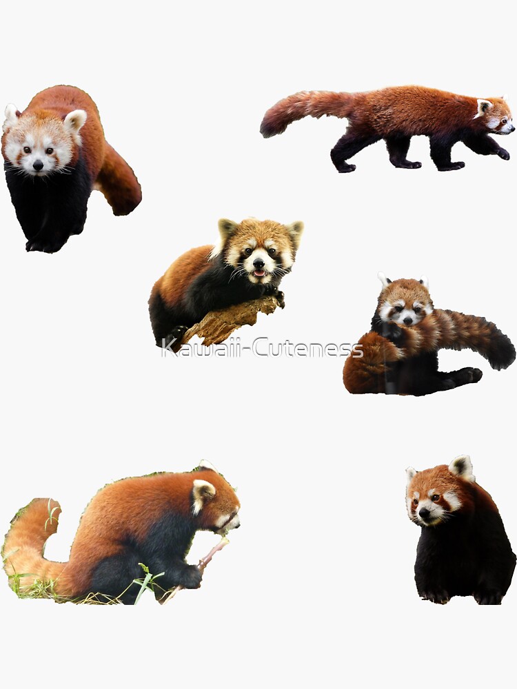 "Red Panda Bears Pack" Sticker for Sale by Kawaii-Cuteness | Redbubble