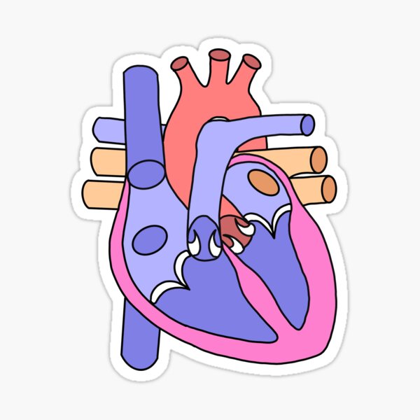"Anatomical Heart" Sticker for Sale by maddie55meadows | Redbubble