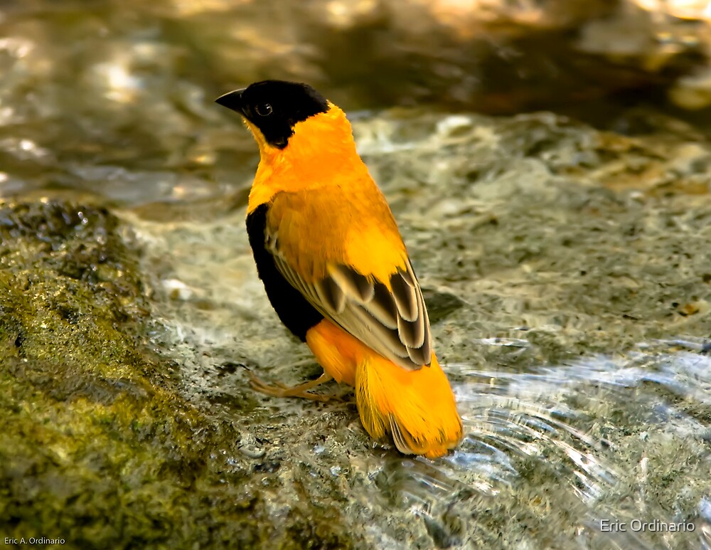 "Orange Weaver Finch" by Eric Ordinario | Redbubble