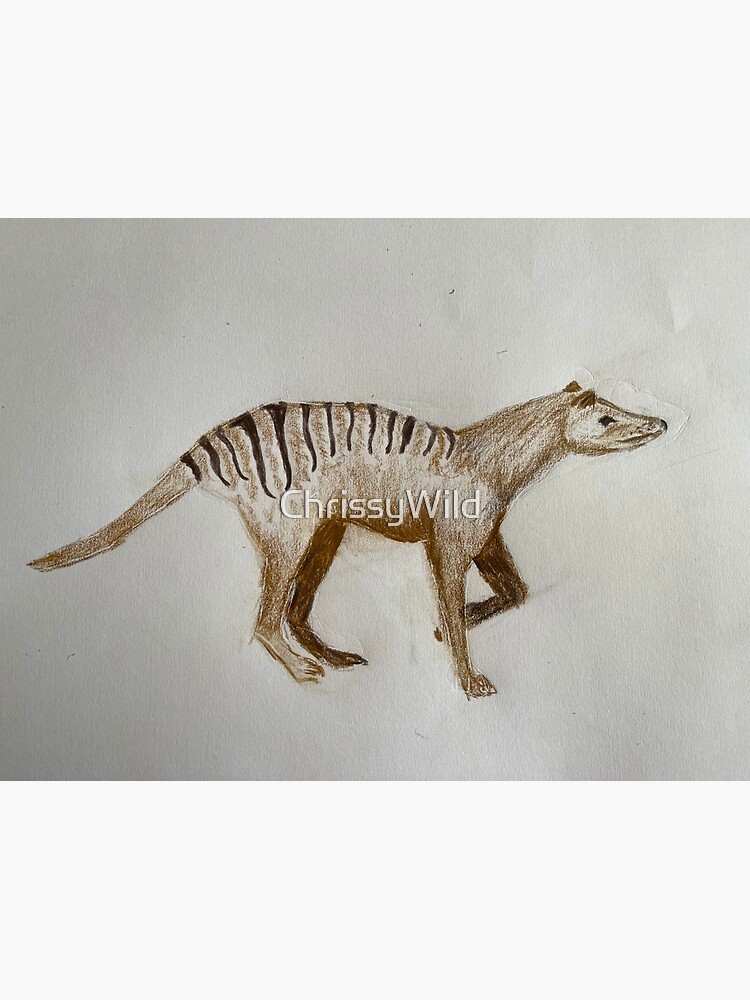 "Thylacine (Thylacinus cynocephalus)" Art Print for Sale by ChrissyWild ...