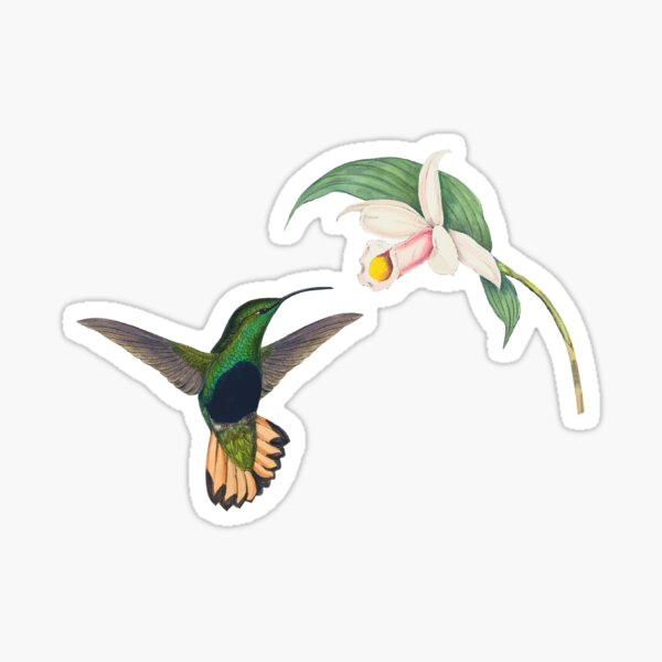 "The Nectar Drinking Bird" Sticker for Sale by PhoeNix-LK | Redbubble