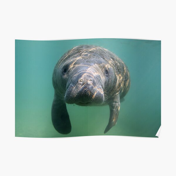 "Manatee 3" Poster for Sale by heidiingram | Redbubble