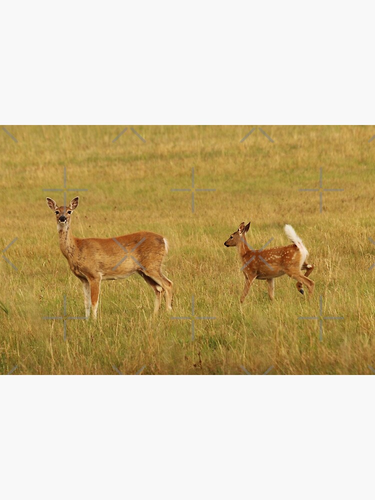 "Whitetail Doe and Fawn" Poster for Sale by alycetaylor | Redbubble