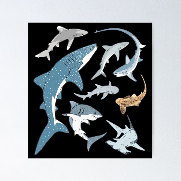 "Types of Sharks Shark species" Poster by NicGrayGraphic | Redbubble